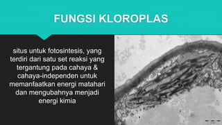 Biologi : Kloroplas | PPTX