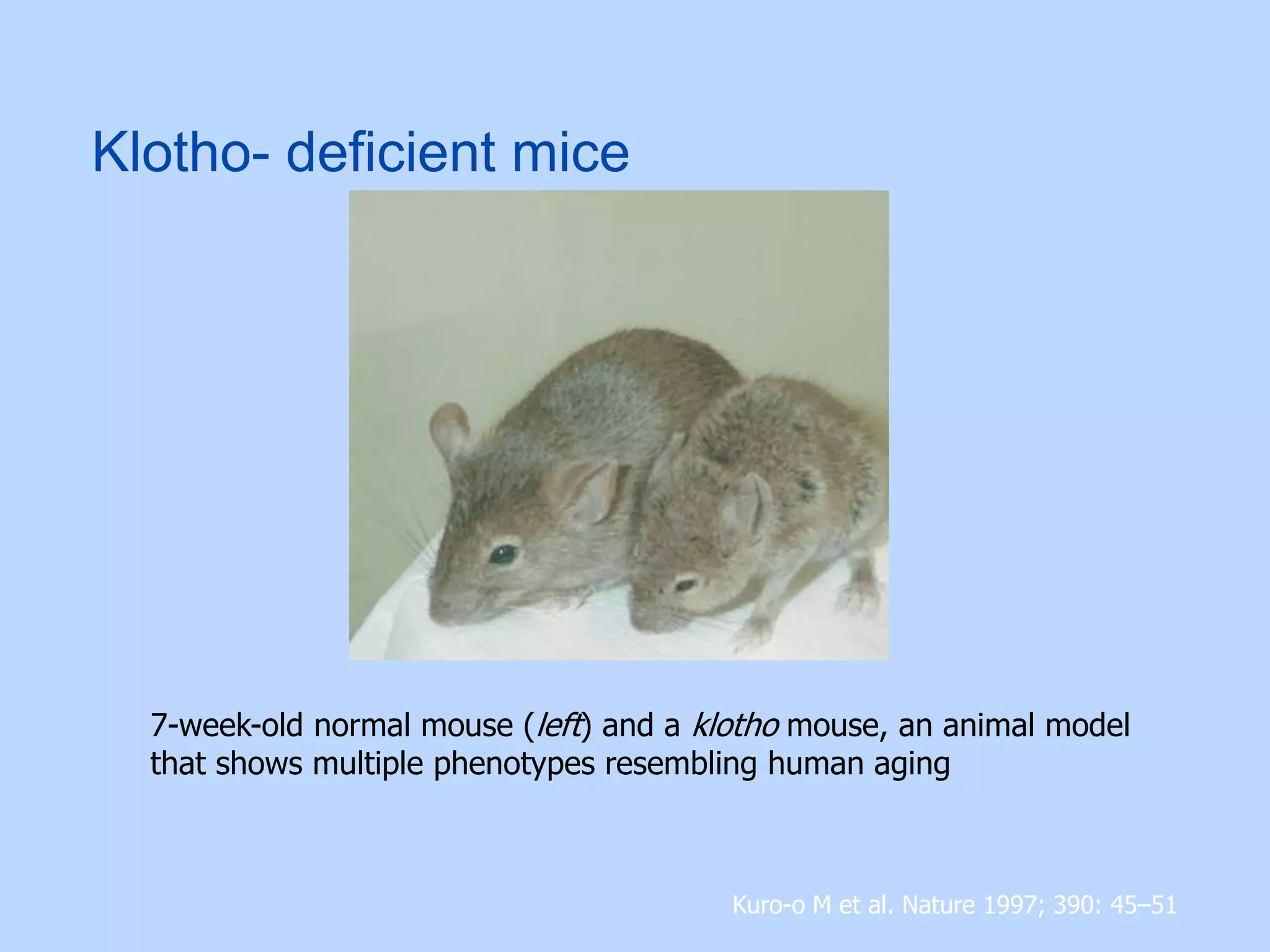 Klotho in kidney Ischemia/Reperfusion Injury and Kidney Transplantation ...