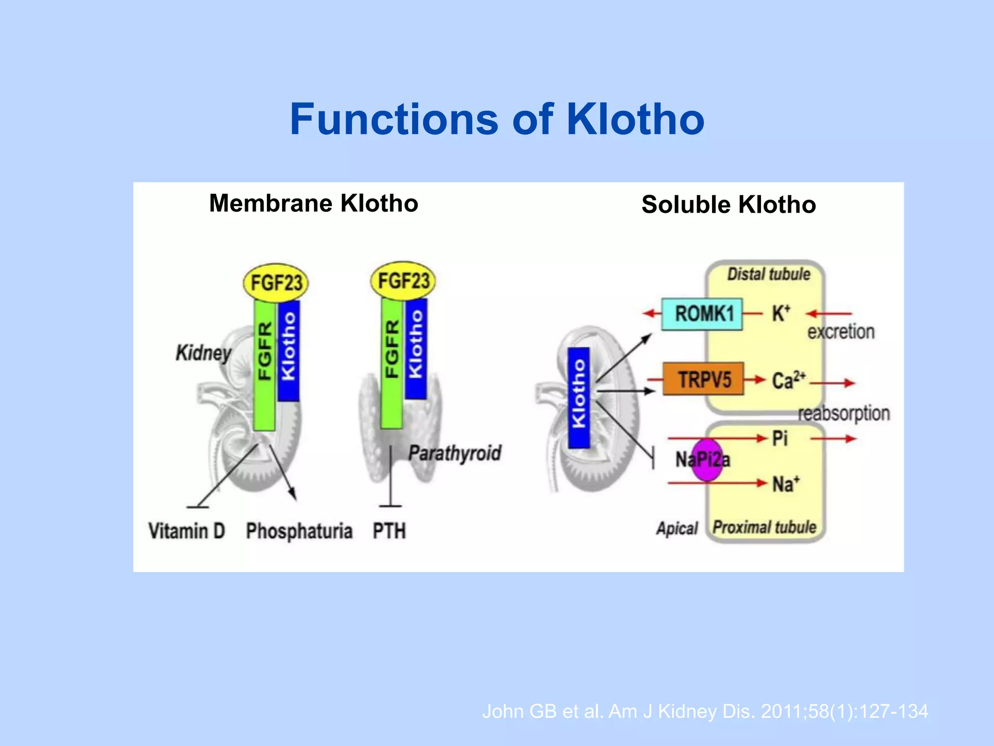 Klotho in kidney Ischemia/Reperfusion Injury and Kidney Transplantation ...