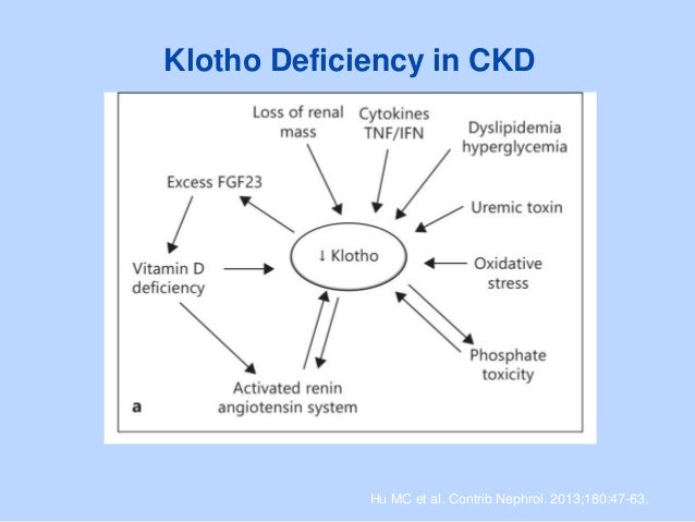 Klotho in kidney Ischemia/Reperfusion Injury and Kidney Transplantati…