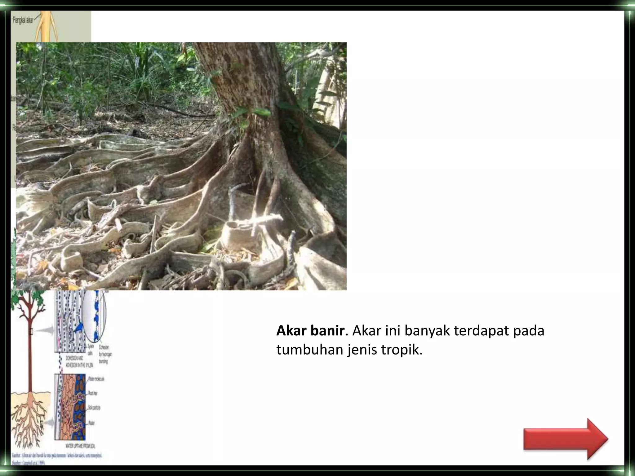 ANATOMI TUMBUHAN - AKAR | PPSX
