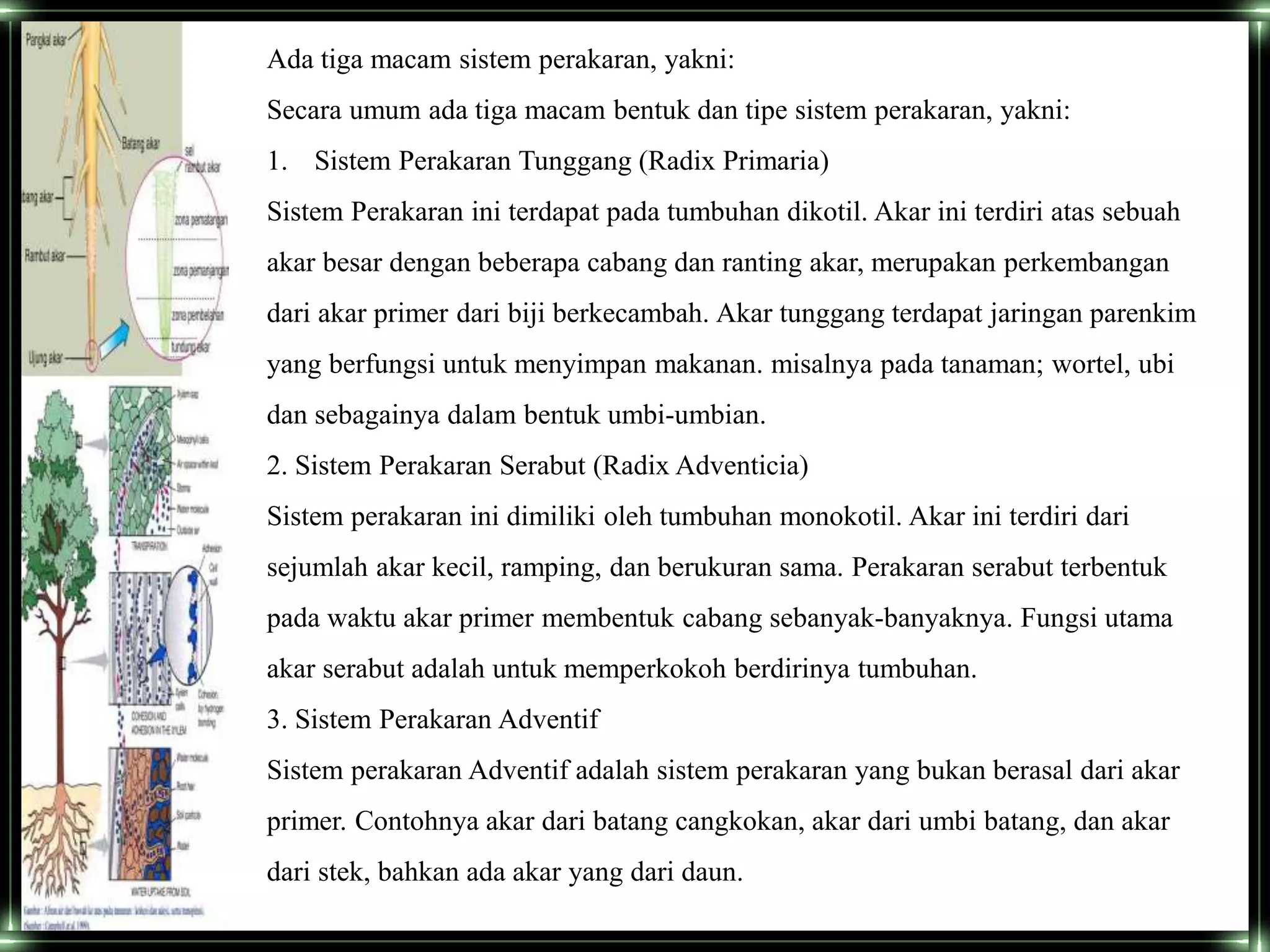 ANATOMI TUMBUHAN - AKAR | PPSX