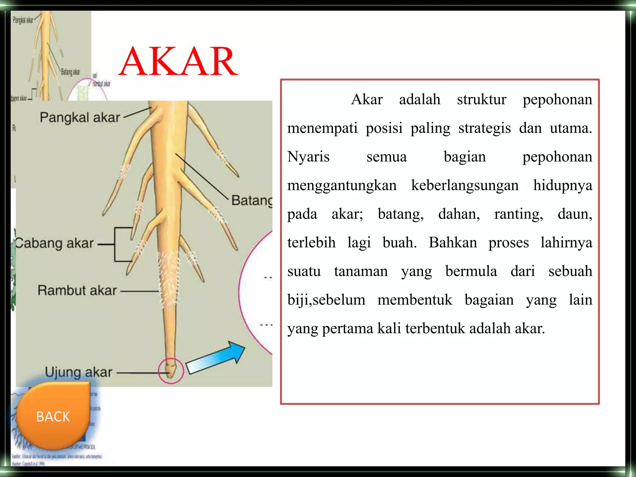 ANATOMI TUMBUHAN - AKAR | PPSX