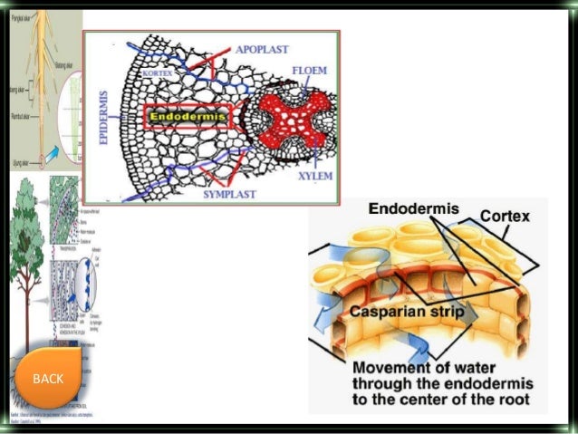 ANATOMI TUMBUHAN - AKAR