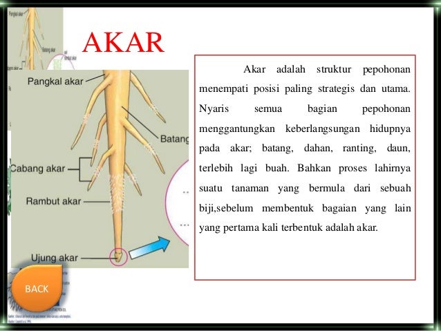 ANATOMI TUMBUHAN - AKAR