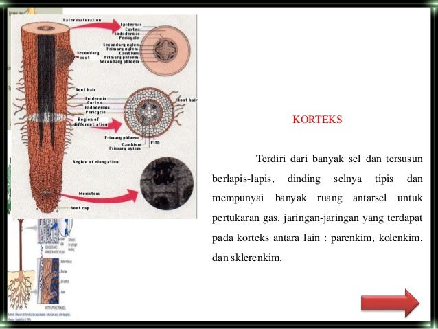 ANATOMI TUMBUHAN - AKAR