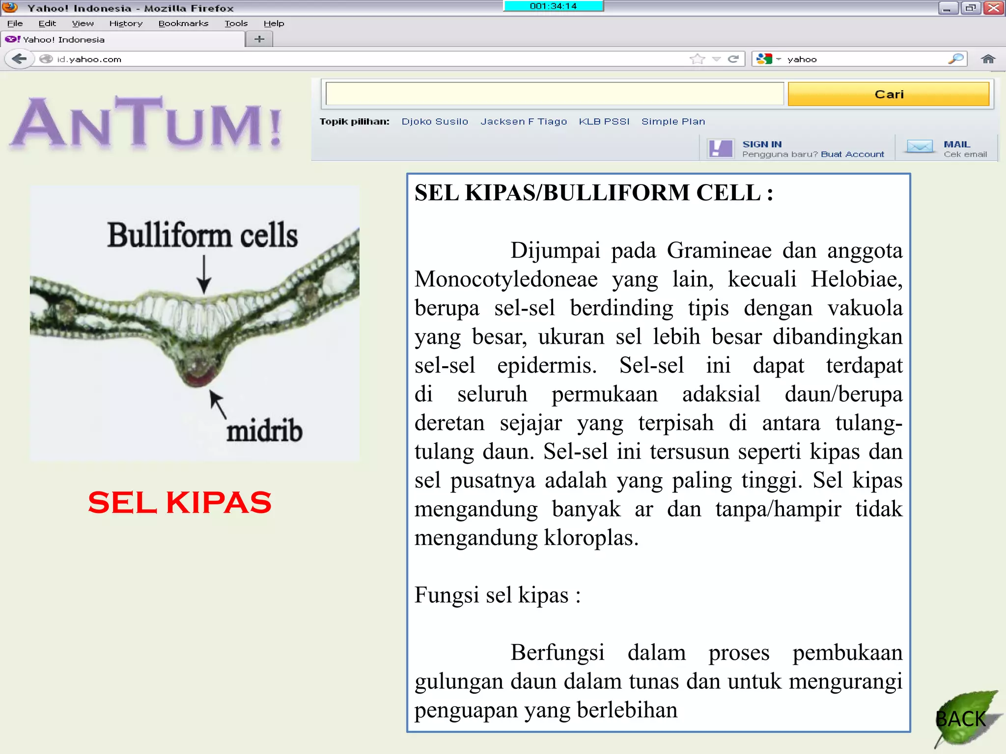 ANATOMI TUMBUHAN - JARINGAN EPIDERMIS | PPTX