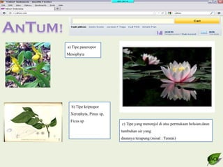 ANATOMI TUMBUHAN - JARINGAN EPIDERMIS | PPTX