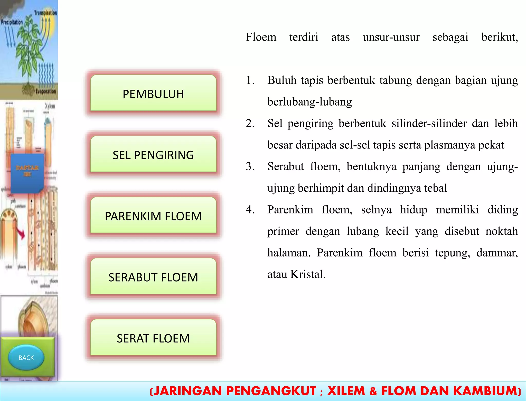 ANATOMI TUMBUHAN - JARINGAN PENGANGKUT | PPTX