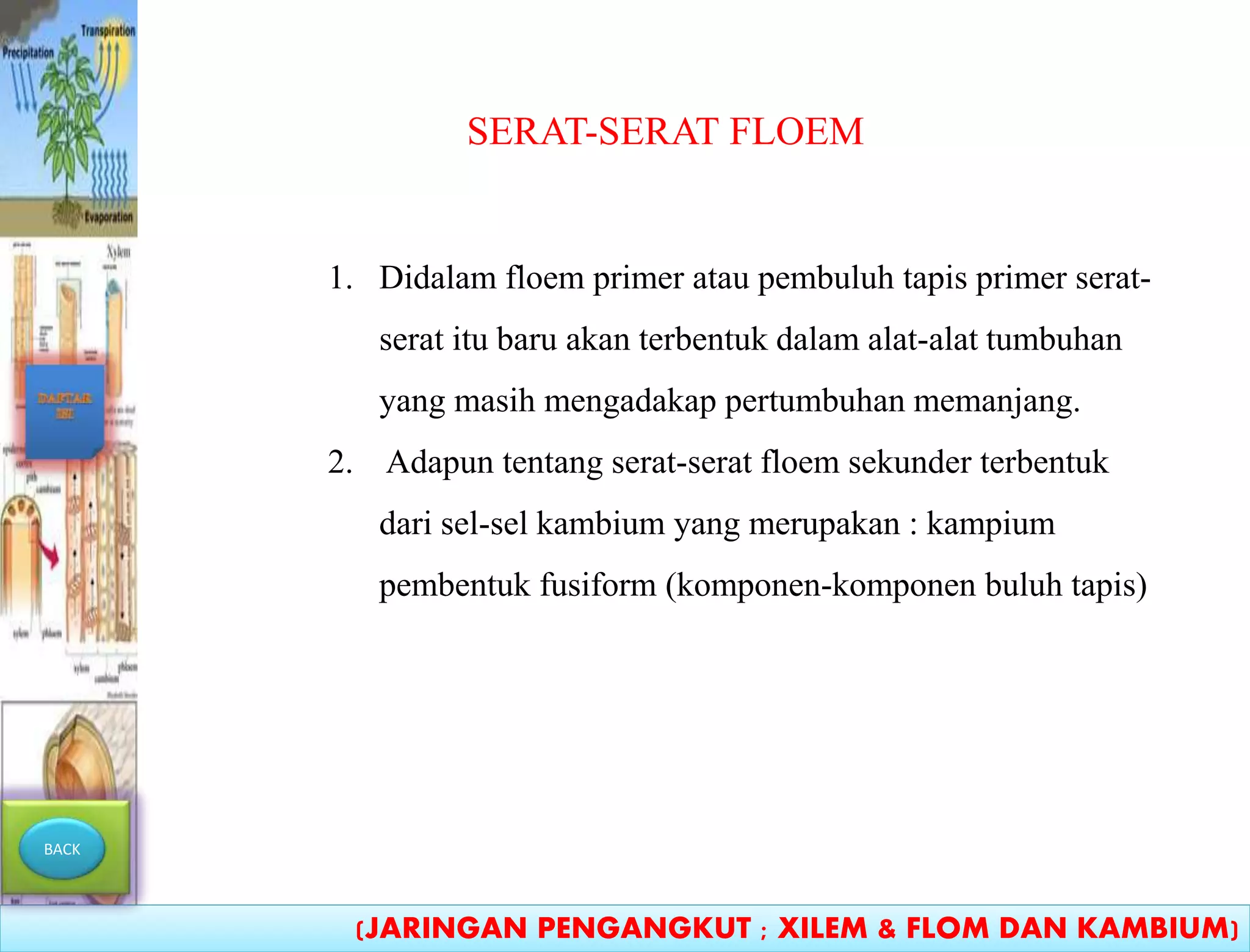 ANATOMI TUMBUHAN - JARINGAN PENGANGKUT | PPTX