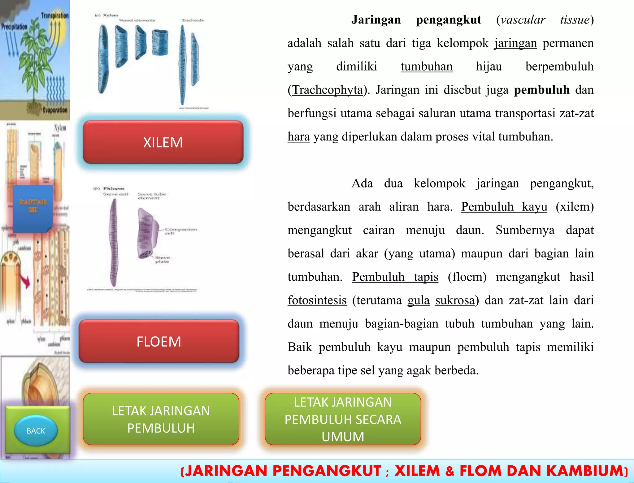 ANATOMI TUMBUHAN - JARINGAN PENGANGKUT | PPTX