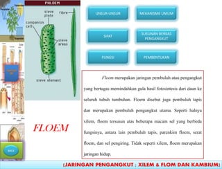 ANATOMI TUMBUHAN - JARINGAN PENGANGKUT | PPTX