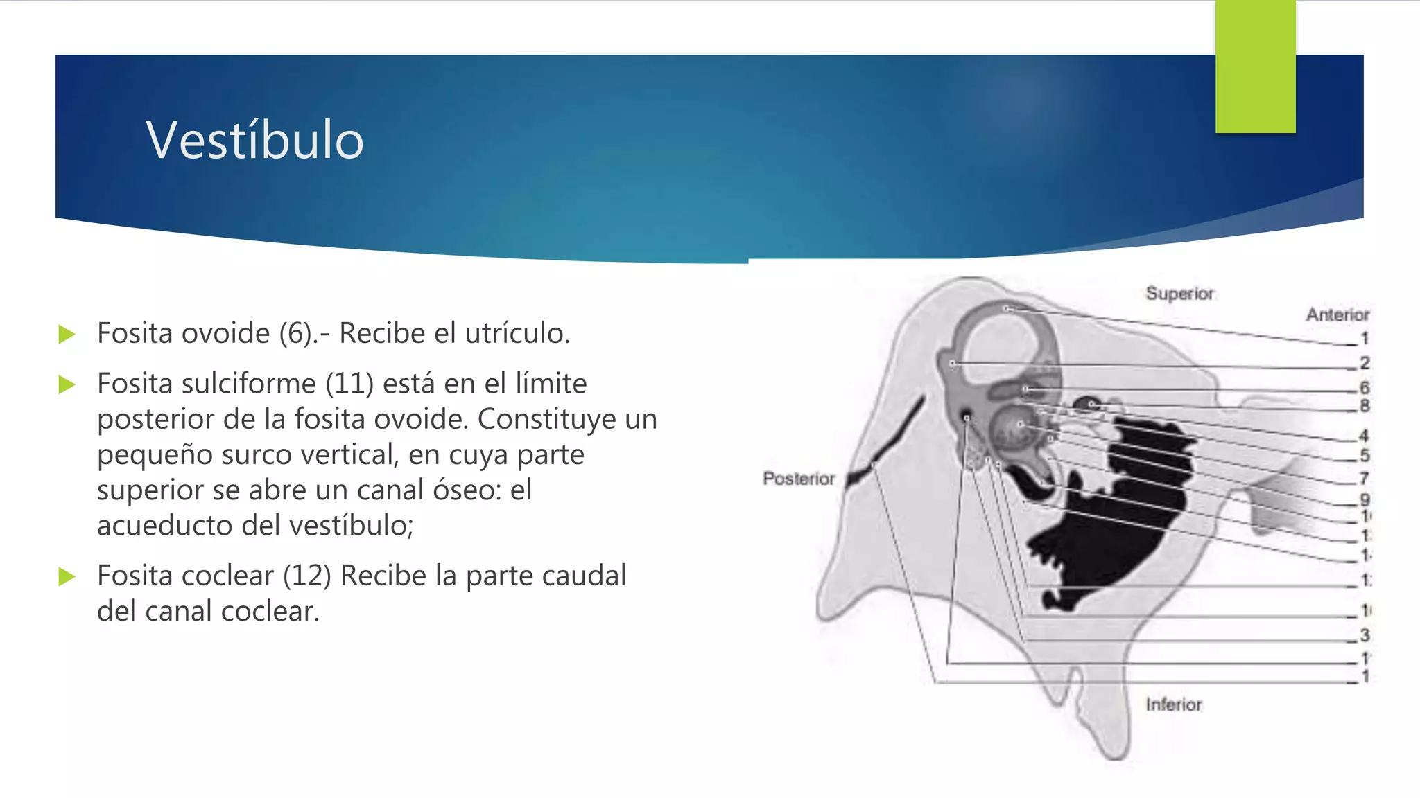 Anatomia del oido_interno | PPTX