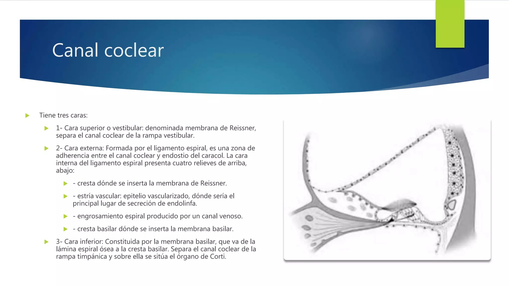 Anatomia del oido_interno | PPTX