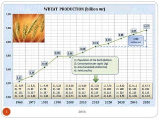 WORLD Grain: Wheat, Corn, Barley | PPTX | Agriculture | Industries