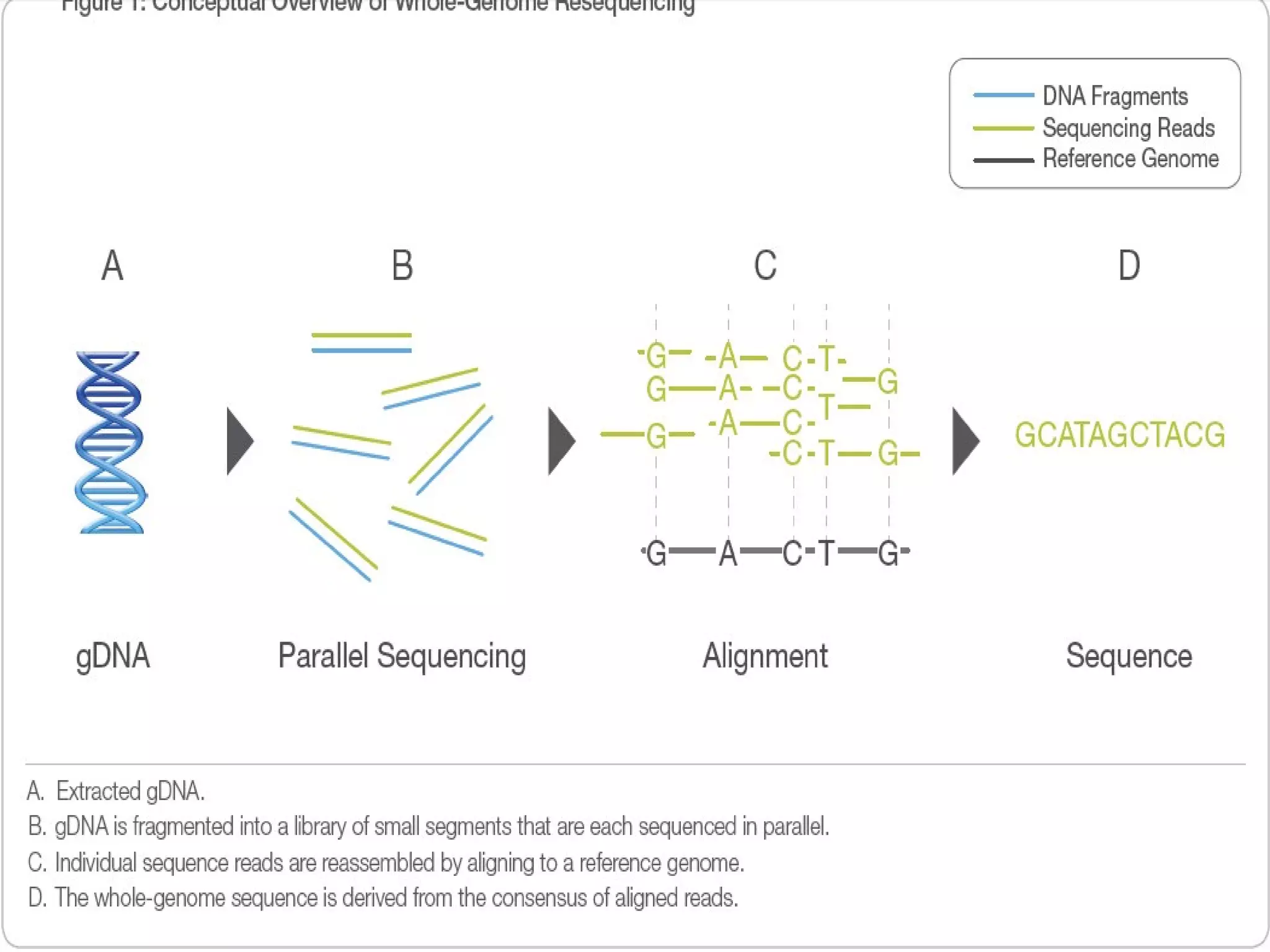 VALIDATION OF NGS SEQUENCING BY SANGER SEQUENCING | PPT