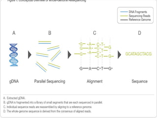 VALIDATION OF NGS SEQUENCING BY SANGER SEQUENCING | PPT