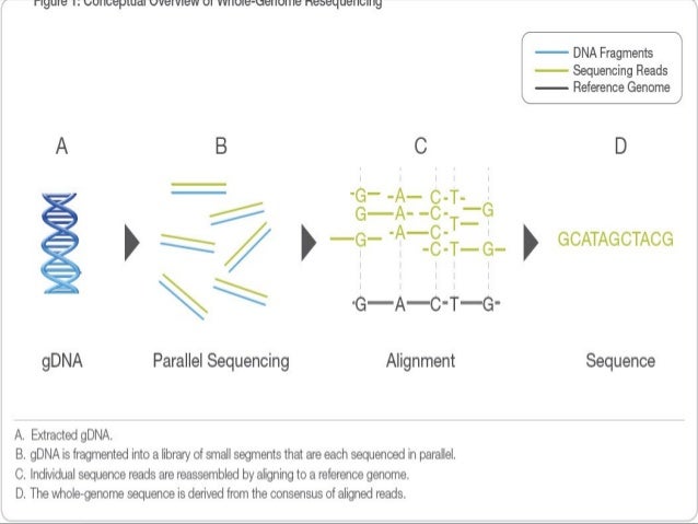 Validation Of Ngs Sequencing By Sanger Sequencing