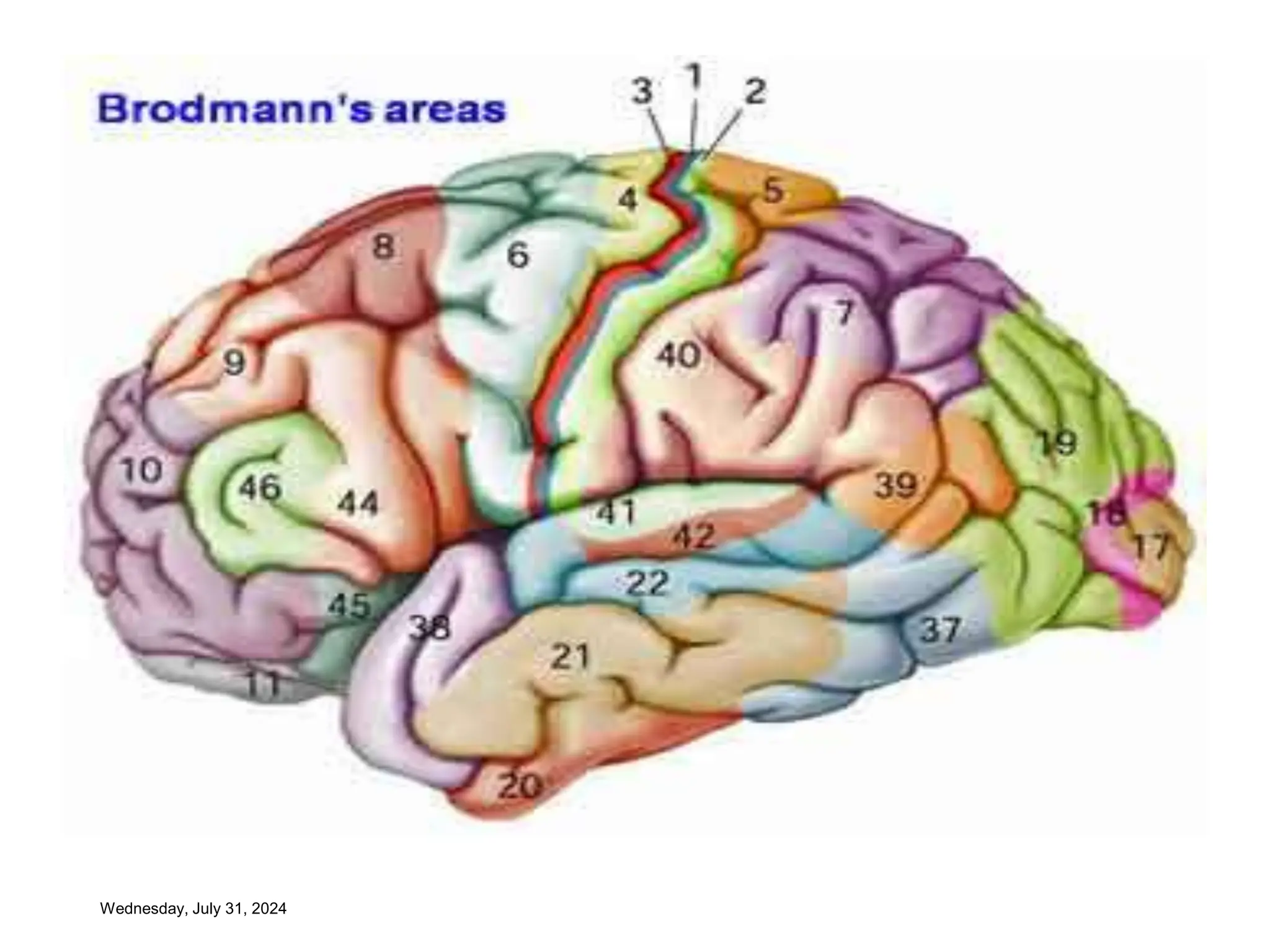Kluver-Bucy Syndrome.ppt affecting cerebral cortex | PPT