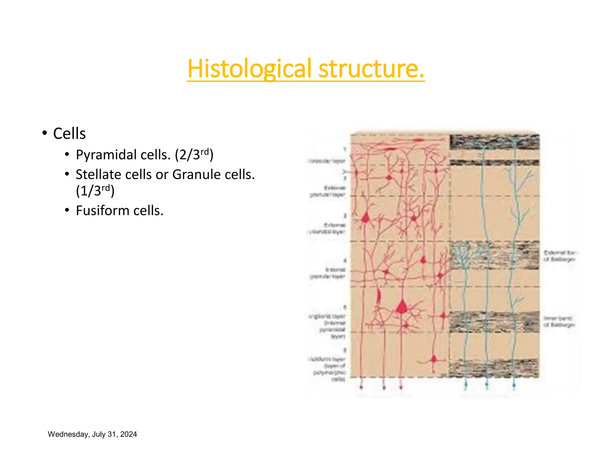 Kluver-Bucy Syndrome.ppt affecting cerebral cortex | PPT