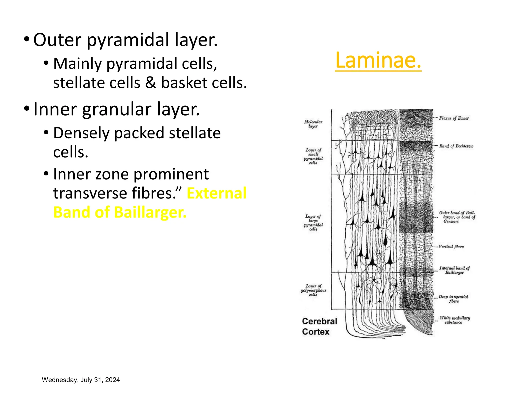 Kluver-Bucy Syndrome.ppt affecting cerebral cortex | PPT