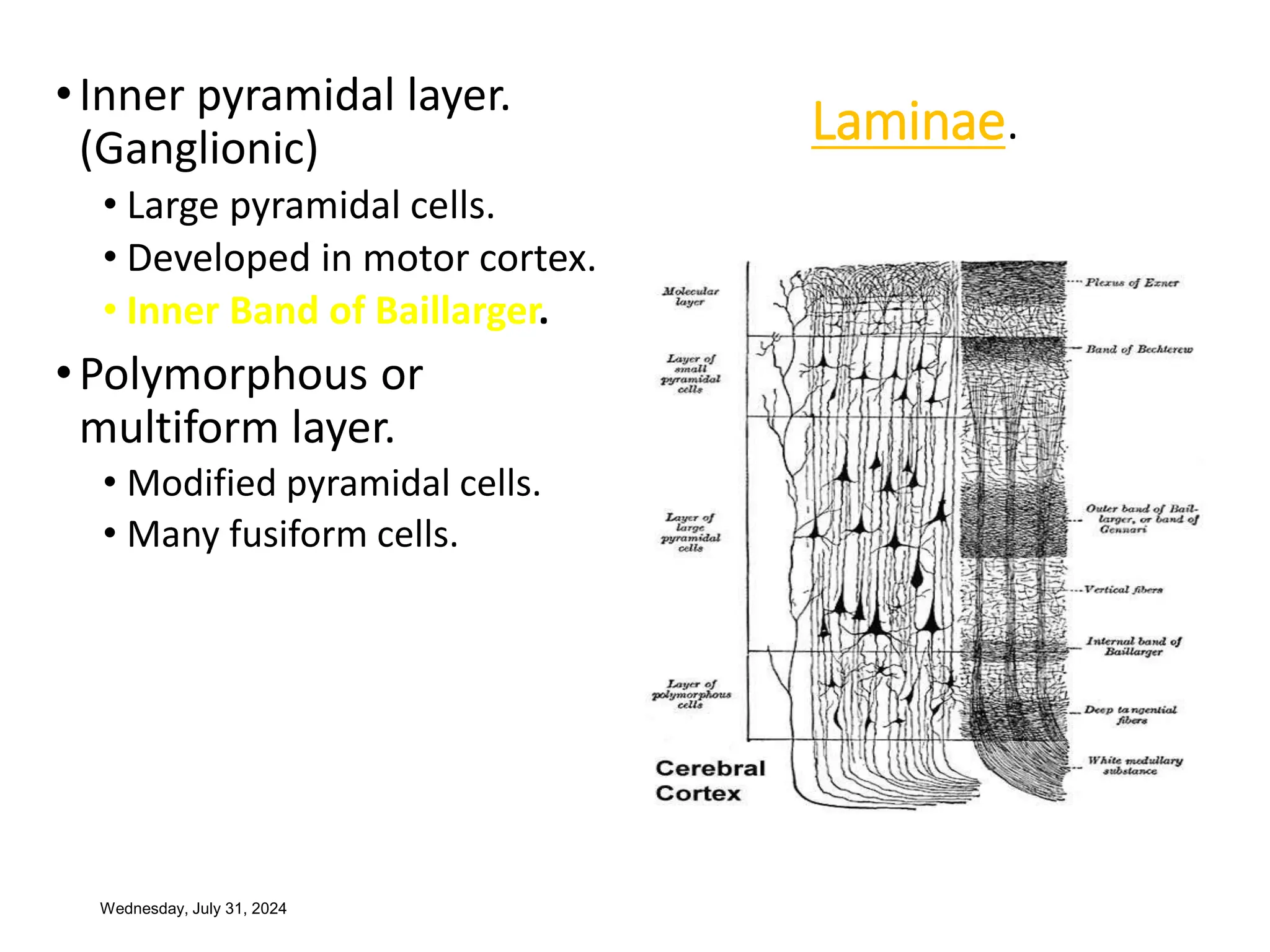 Kluver-Bucy Syndrome.ppt affecting cerebral cortex | PPT