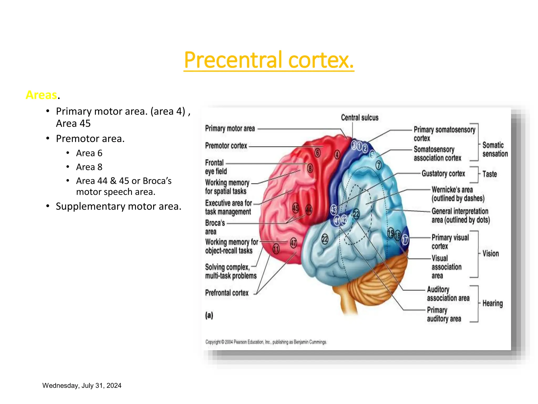 Kluver-Bucy Syndrome.ppt affecting cerebral cortex | PPT