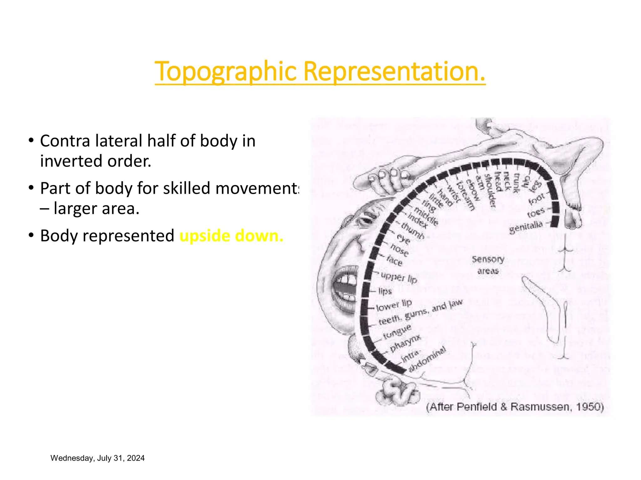 Kluver-Bucy Syndrome.ppt affecting cerebral cortex | PPT
