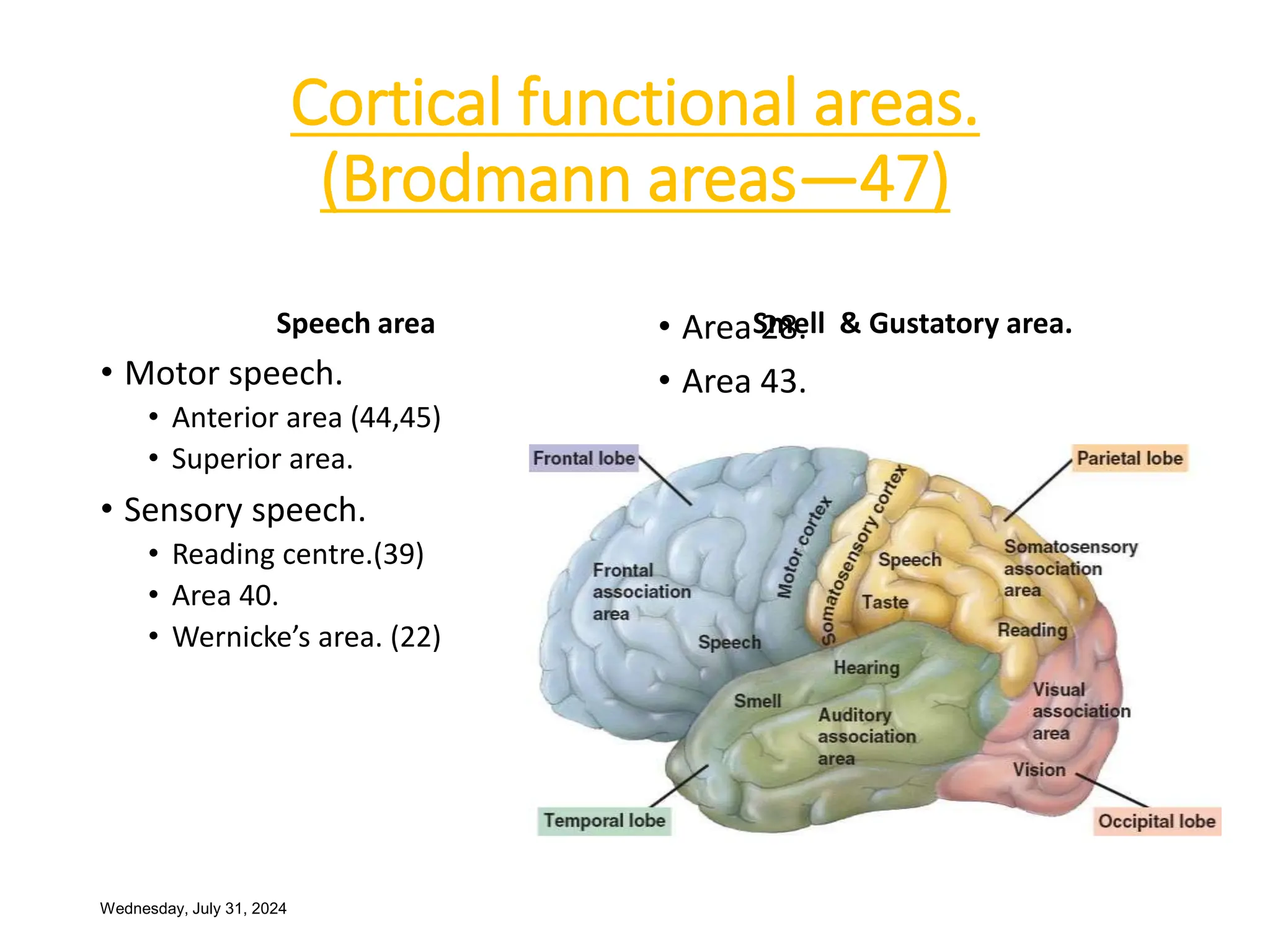 Kluver-Bucy Syndrome.ppt affecting cerebral cortex | PPT
