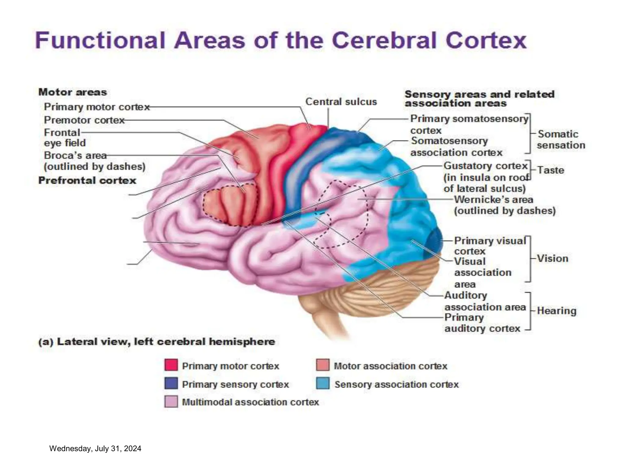 Kluver-Bucy Syndrome.ppt affecting cerebral cortex | PPT
