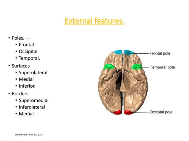 Kluver-Bucy Syndrome.ppt affecting cerebral cortex | PPT