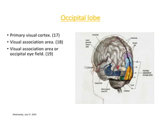 Kluver-Bucy Syndrome.ppt affecting cerebral cortex | PPT