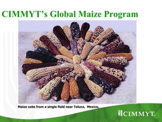 CIMMYT's activities to enhance productivity and promote excellence in ...