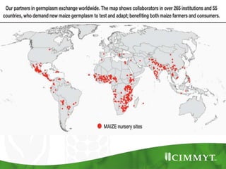 CIMMYT's activities to enhance productivity and promote excellence in ...