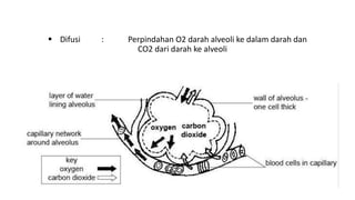(Kmb1) fisiologi sistem pernafasan | PPTX