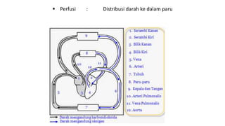 (Kmb1) fisiologi sistem pernafasan | PPT