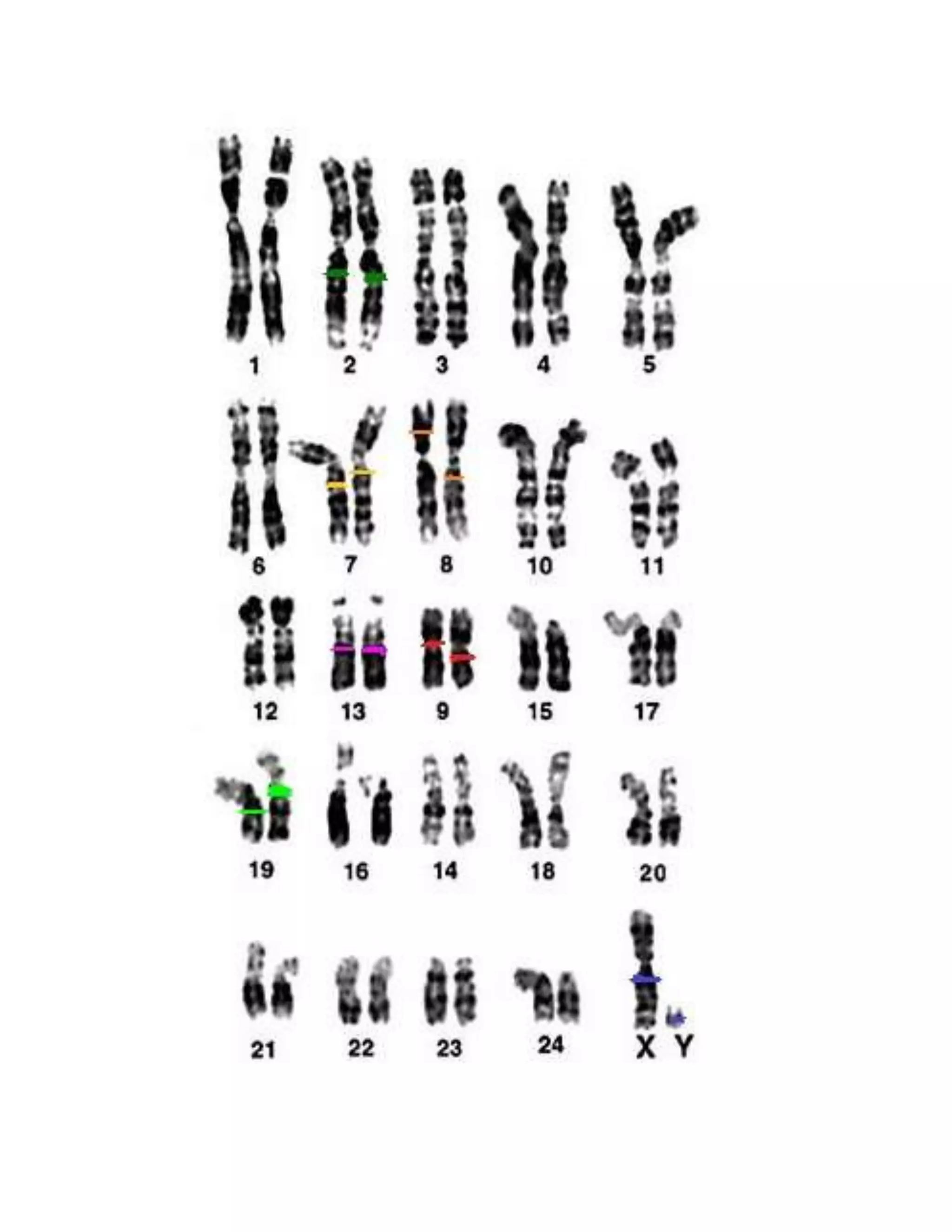 Trait loci on chromosome | DOCX