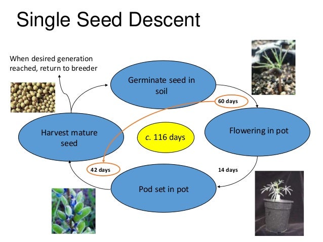 Enhancing Genetic Gains through Innovations in Breeding Approaches