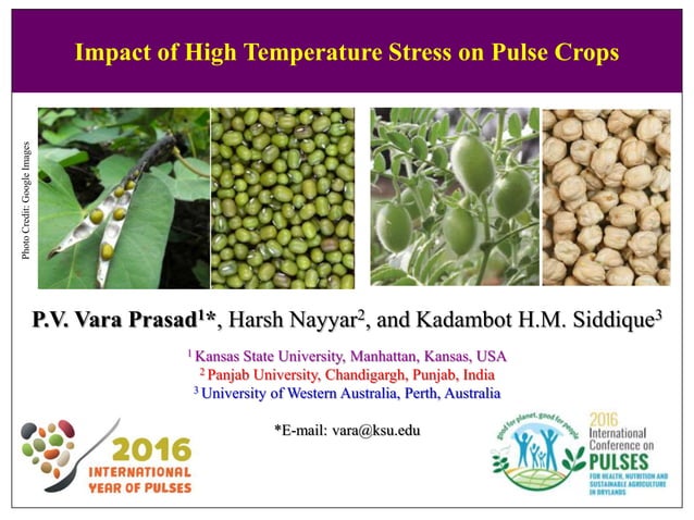 Impact of High Temperature Stress on Pulse Crops | PPT