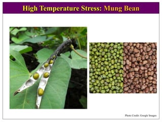 Impact of High Temperature Stress on Pulse Crops | PPT