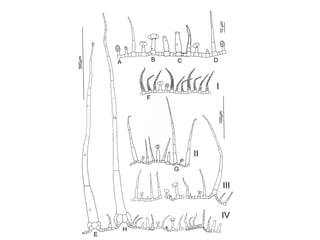 Knapp Elements of a Modern Monograph | PPT