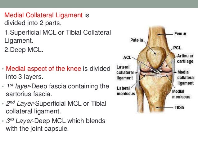 Anatomy and Examination of the Knee