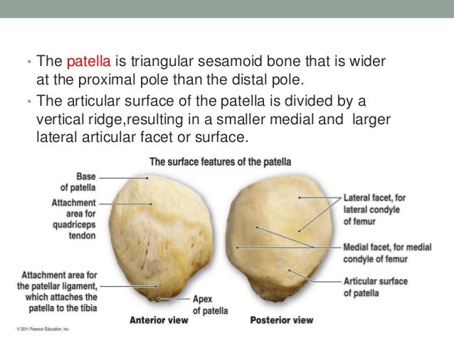 Anatomy and Examination of the Knee