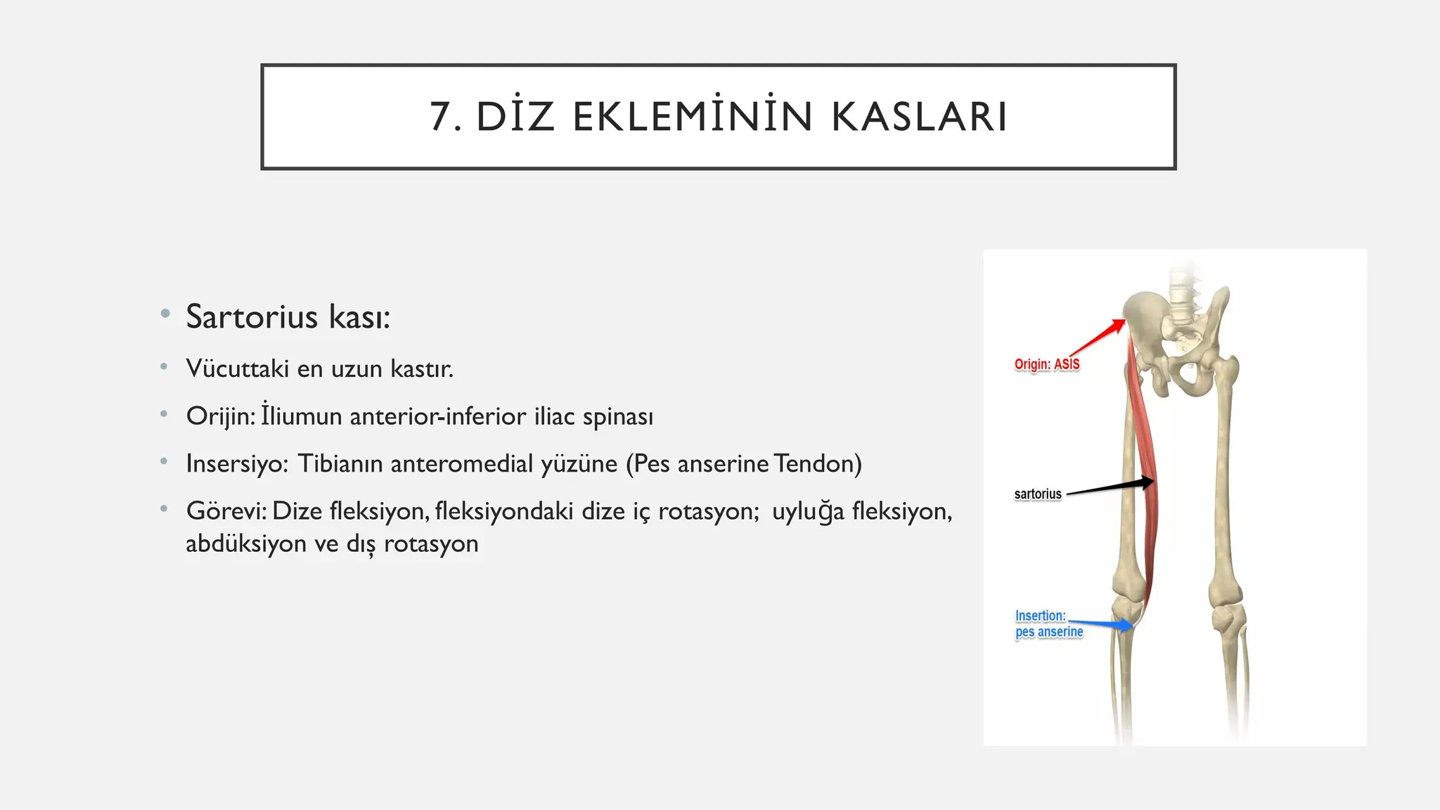 knee joint anatomy and kinesiology .pptx