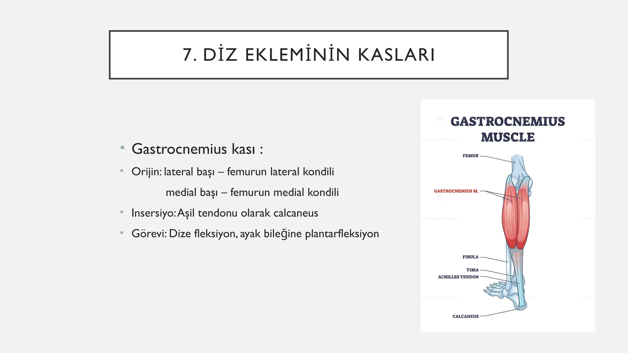knee joint anatomy and kinesiology .pptx