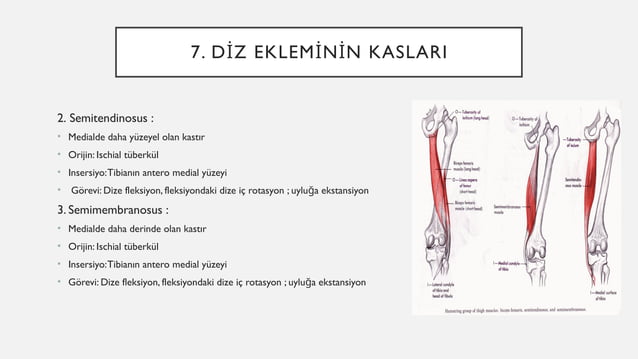 knee joint anatomy and kinesiology .pptx