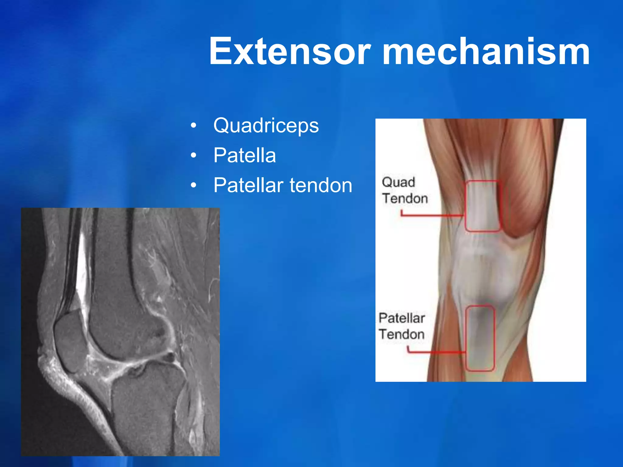knee-anatomy.ppt