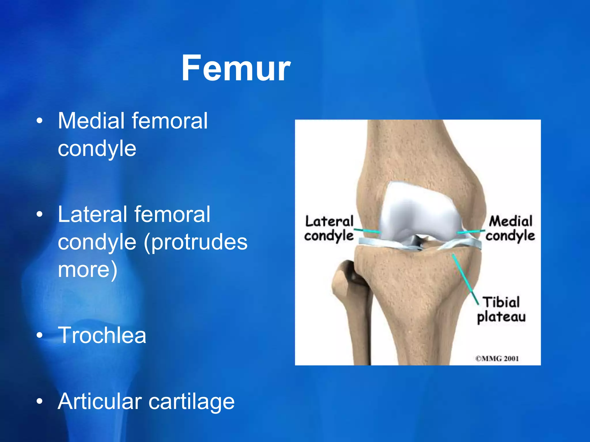 knee-anatomy.ppt