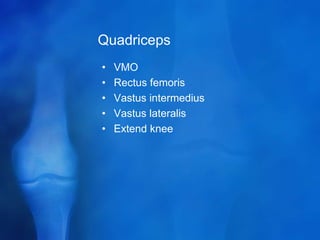 knee-anatomy.ppt