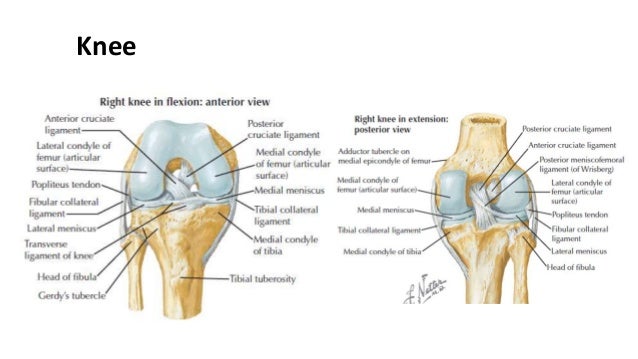 Knee Anatomy, approaches & Osteoarthritis